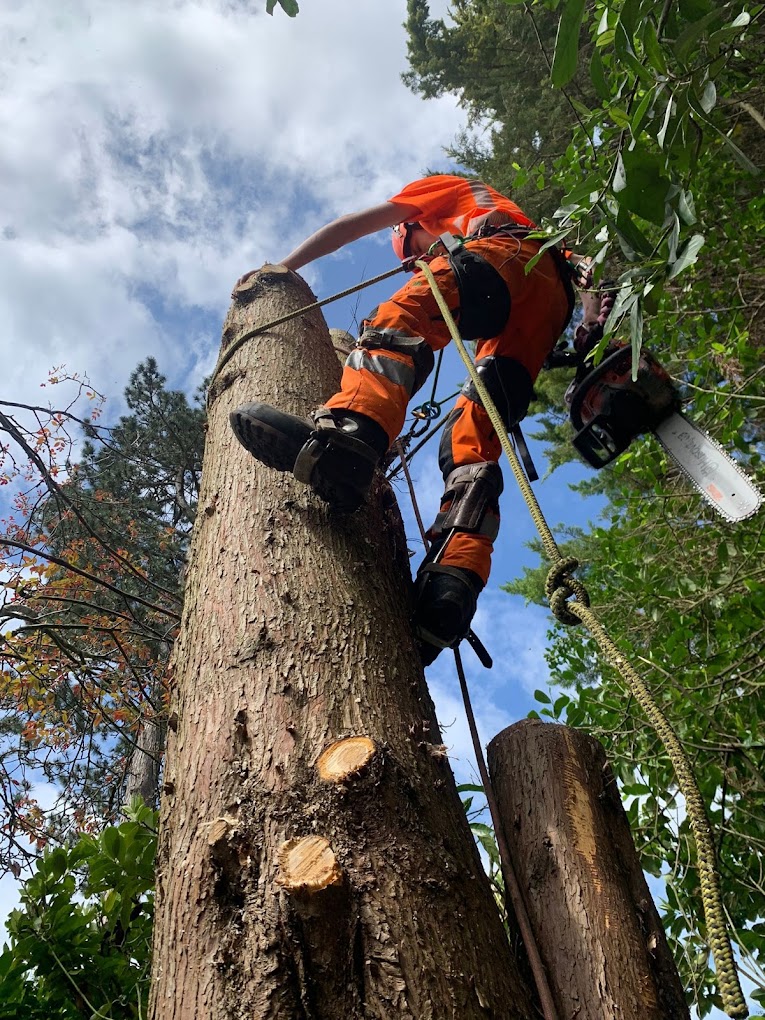 Tree Surgeon Wilmslow | Free Site Visit & No Obligation Quote